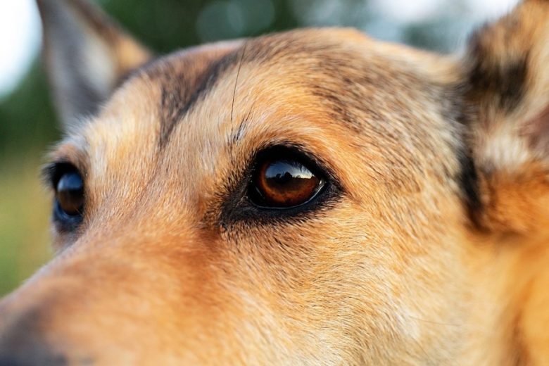 Contoh Foto Close-Up Jenis dan Tekniknya - Abduweb